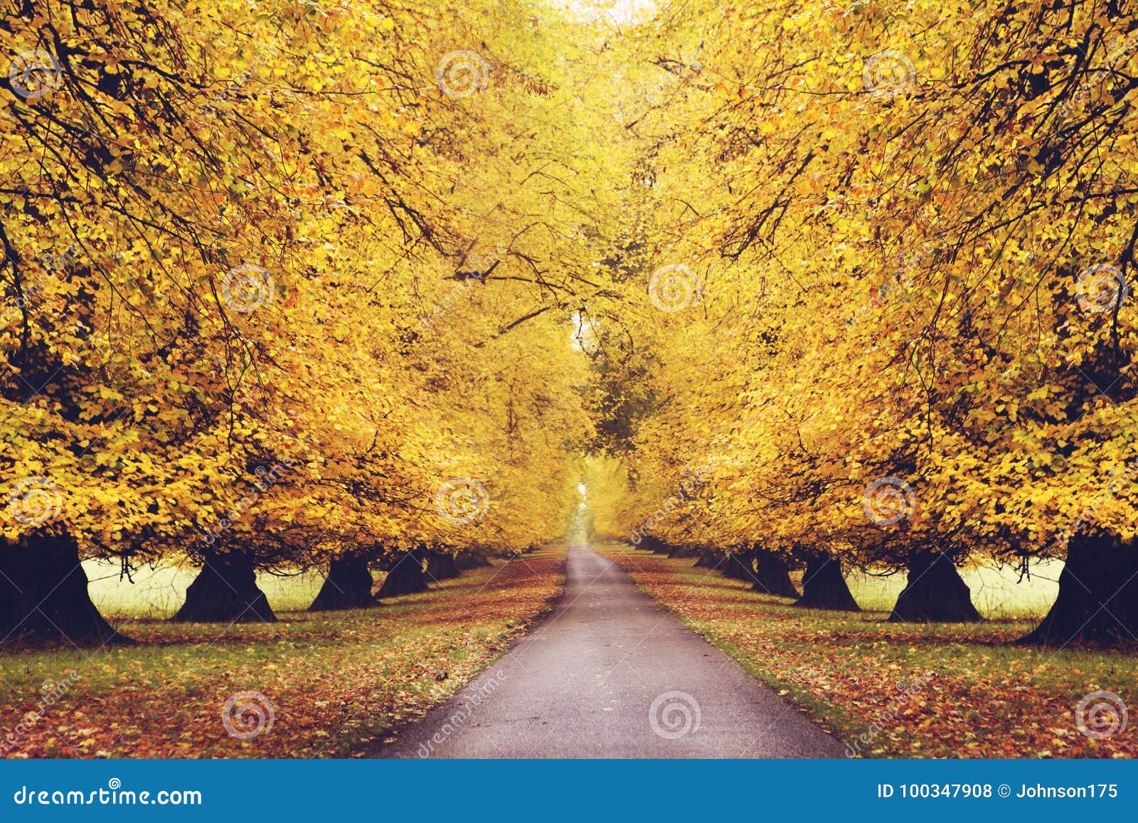 Row of Autumn Trees stock photo. Image of grand, trees - 100347908