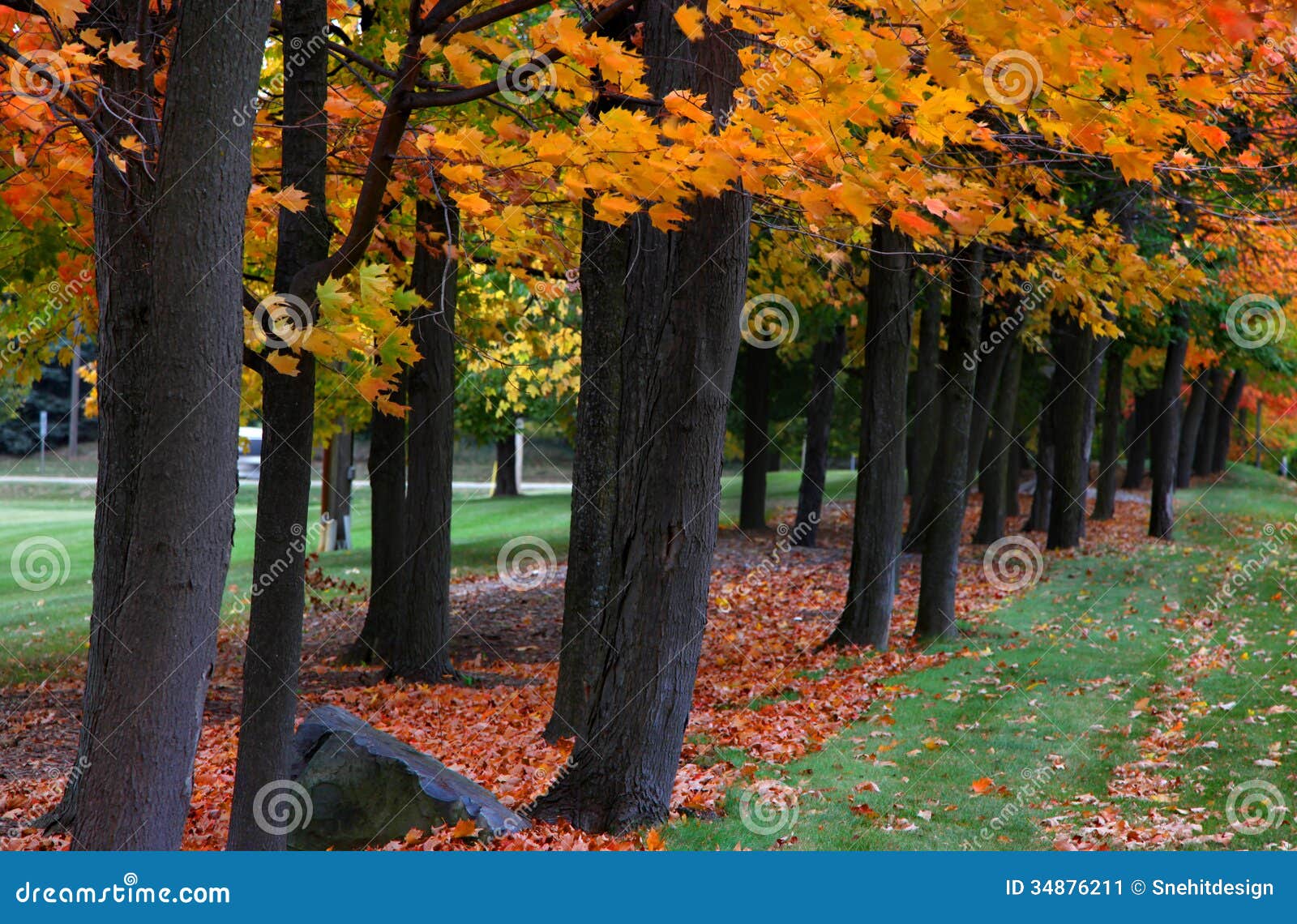 Row of Autumn trees stock image. Image of colorful, outdoors - 34876211