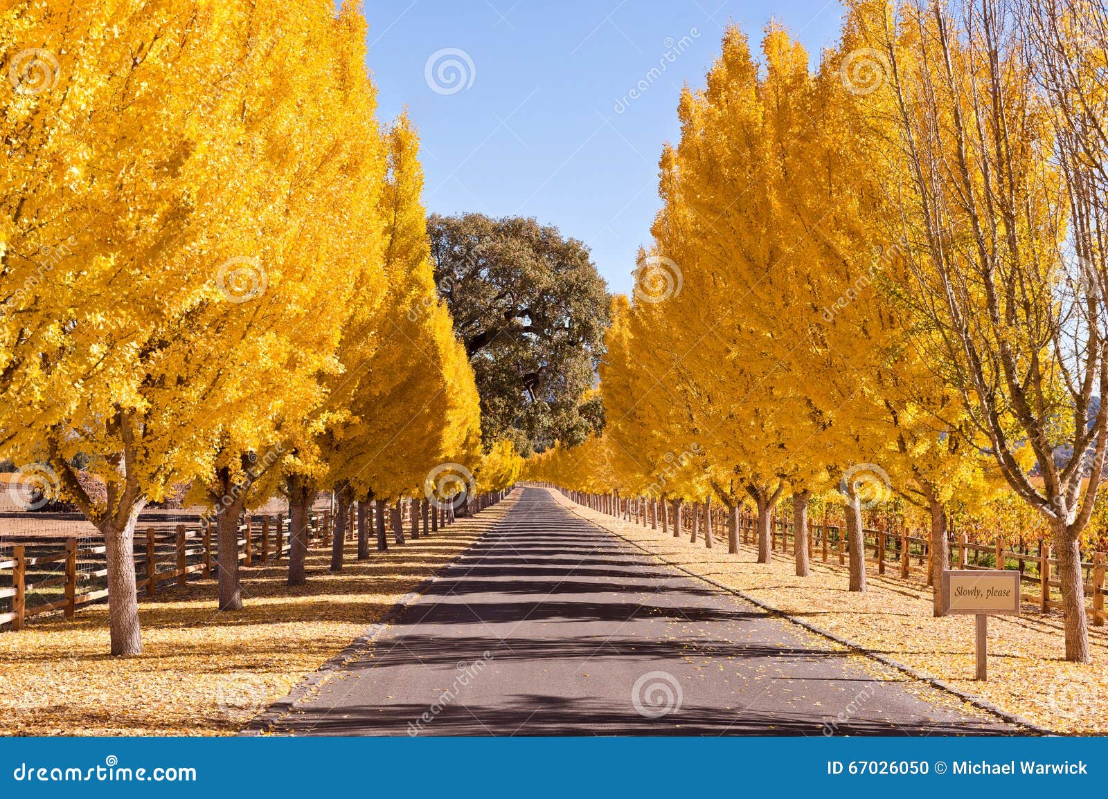 Row of Autumn Trees, Empty Road Stock Photo - Image of trees, empty ...