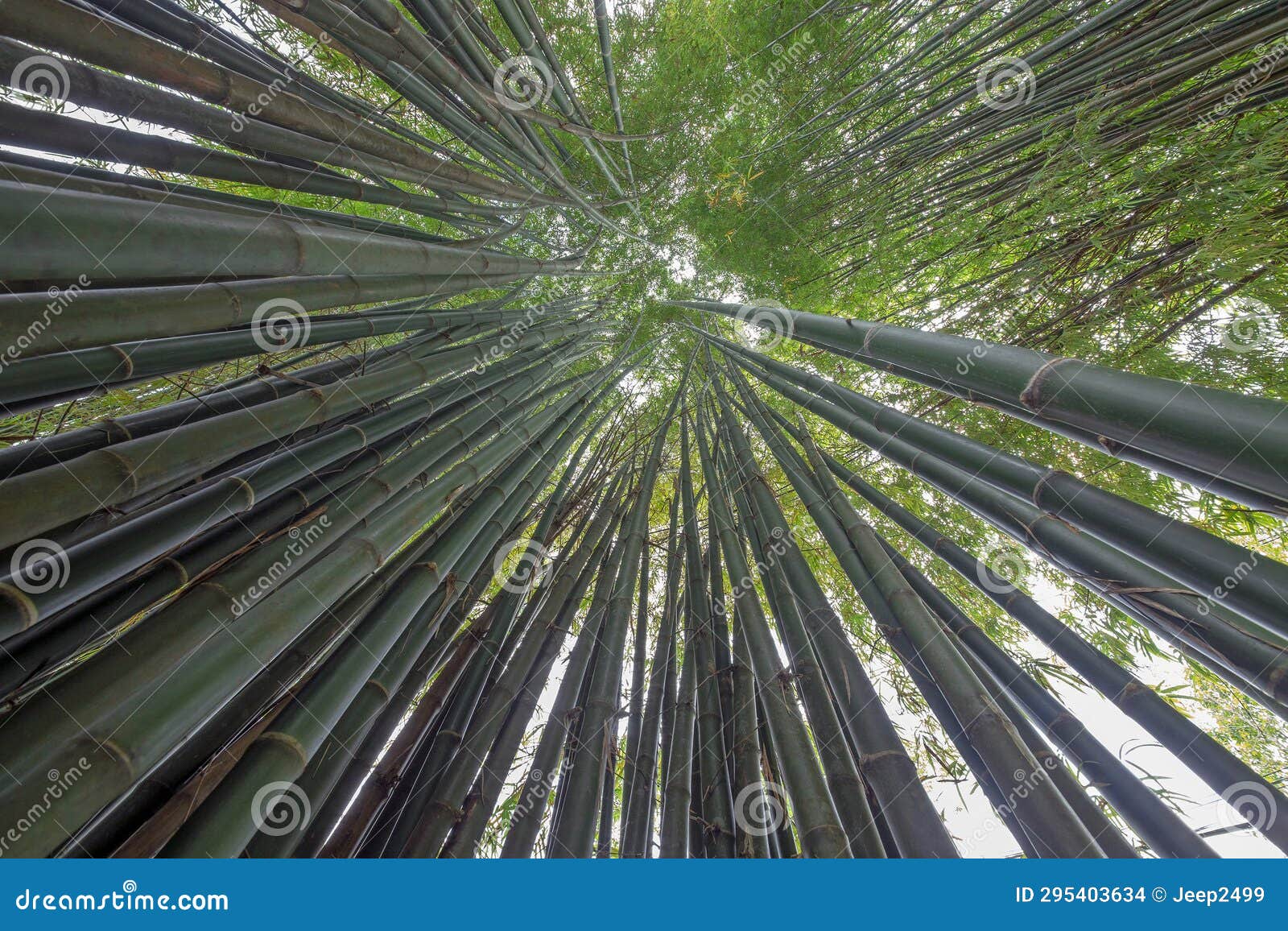 Row of bamboo trees. stock photo. Image of japanese - 295403634
