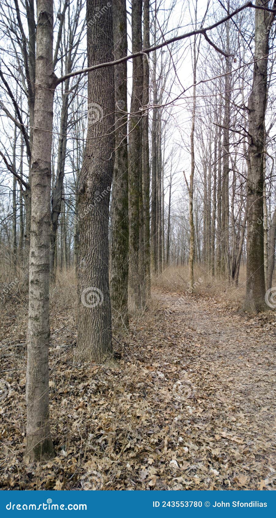 Spring Row stock photo. Image of tall, march, straight - 243553780