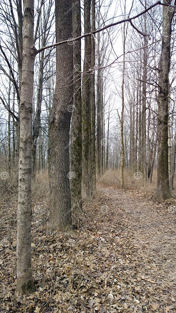 Spring Row stock photo. Image of tall, march, straight - 243553780