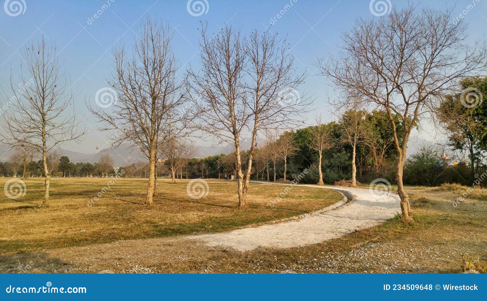 Row of Bare Trees Along with the Pathway in the Middle of a Park Stock ...