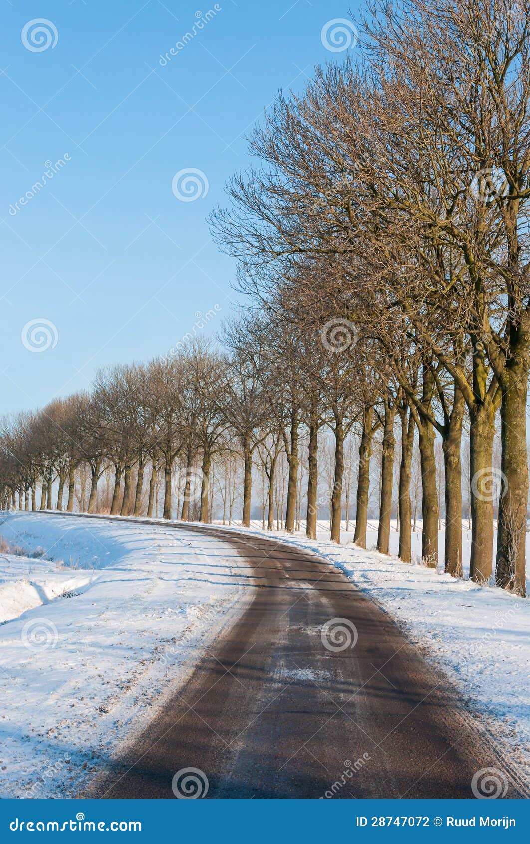 Row of Bare Trees Besides a Country Road in Winter Stock Photo - Image ...