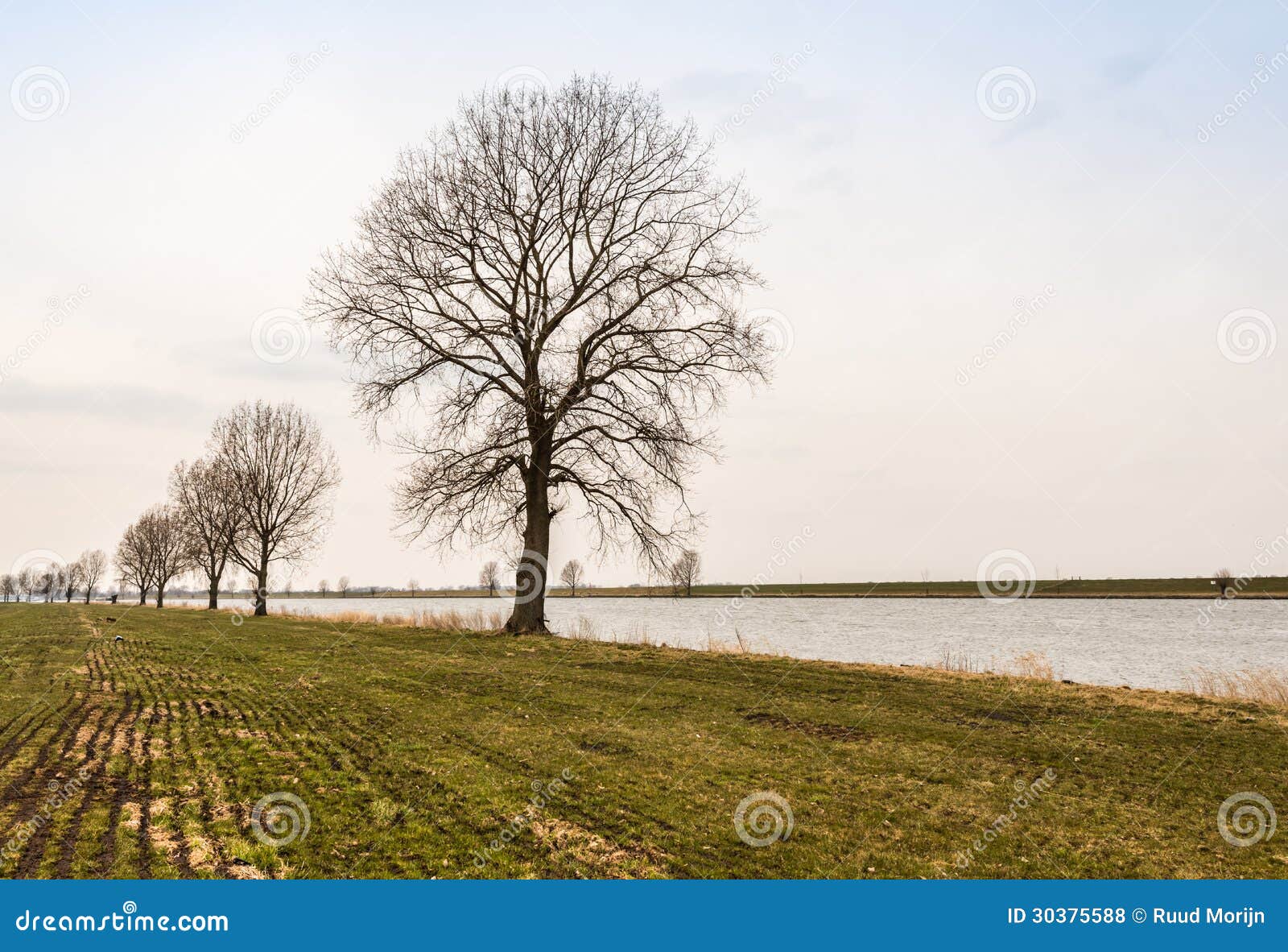 Row of Bare Trees at a Riverside Stock Photo - Image of environment ...