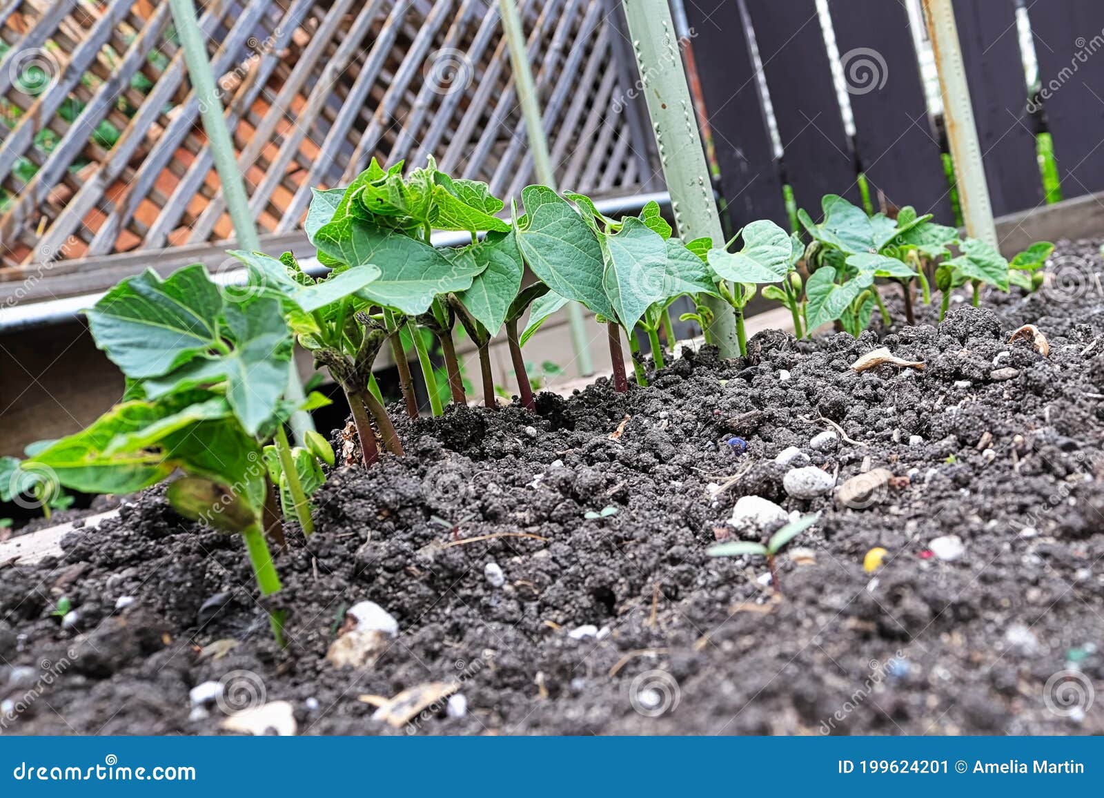 A Row of Beans Growing in the Garden Soil Stock Image - Image of ...