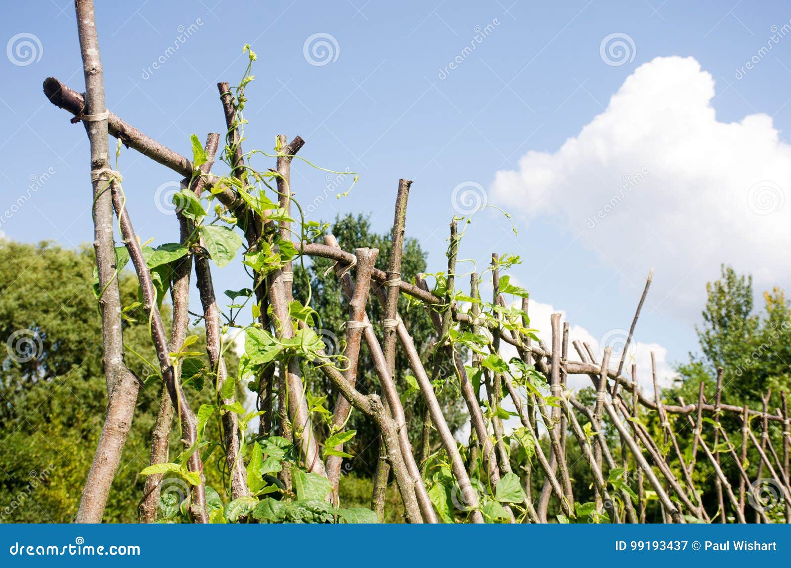 Row of Beans Growing on Hazel Beanpoles Stock Image - Image of green ...