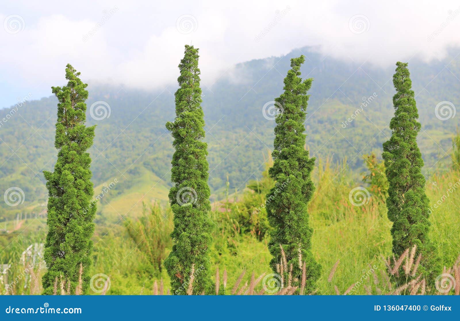 Row of Beautiful Pine Trees in Garden on Background of Mountains Stock ...