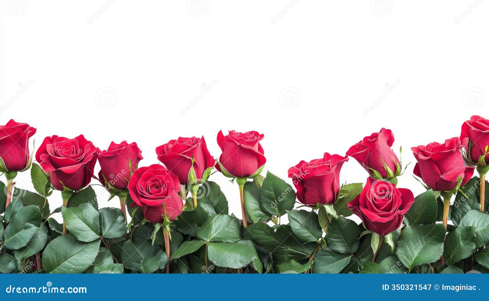 A Row of Beautiful Red Roses Isolated on White Stock Illustration ...