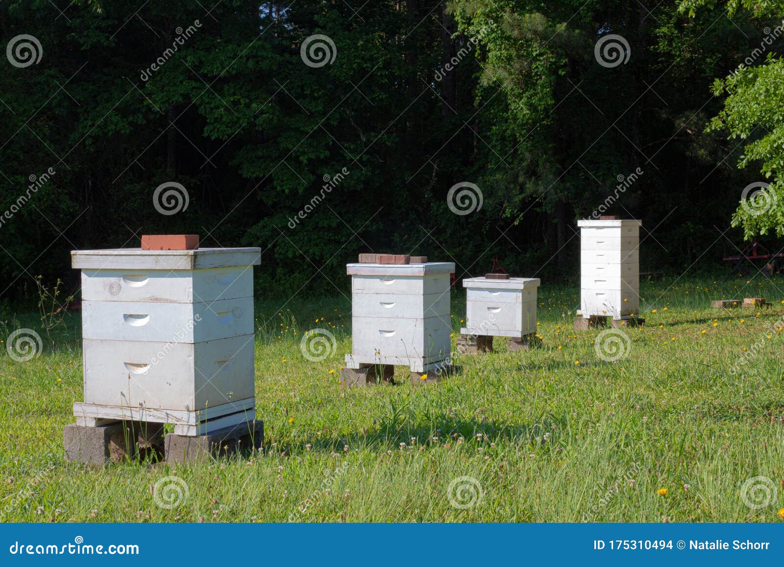 Row of Bee Boxes in an Open Field, Apiculture for a Small Farm Stock ...