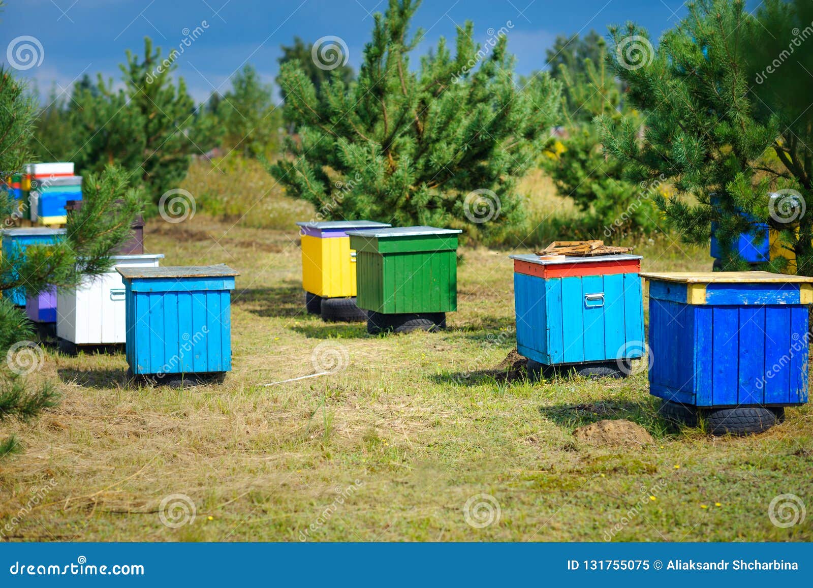 Row of Bee Colored Hives in the Forest Stock Image - Image of pattern ...