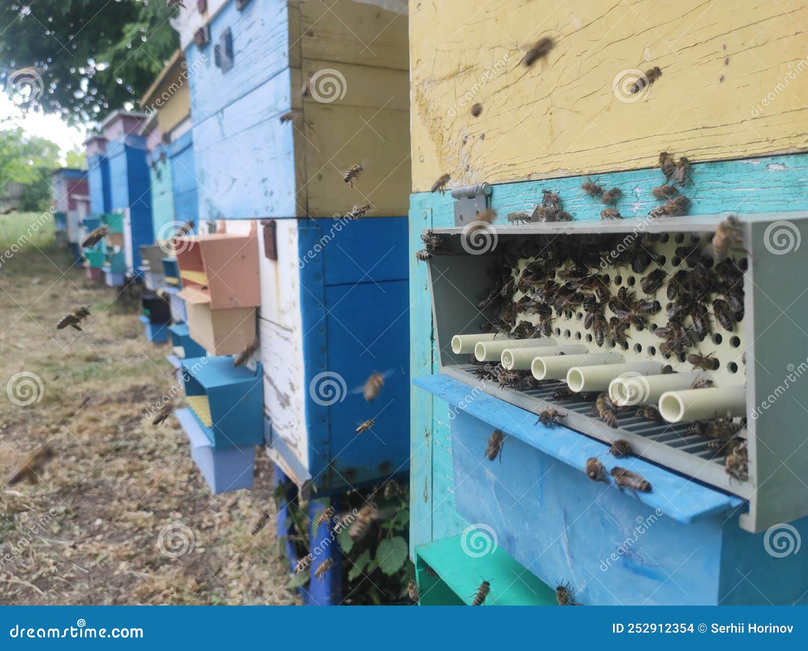 Row of Bee Hives while Collecting Pollen Stock Photo - Image of design ...
