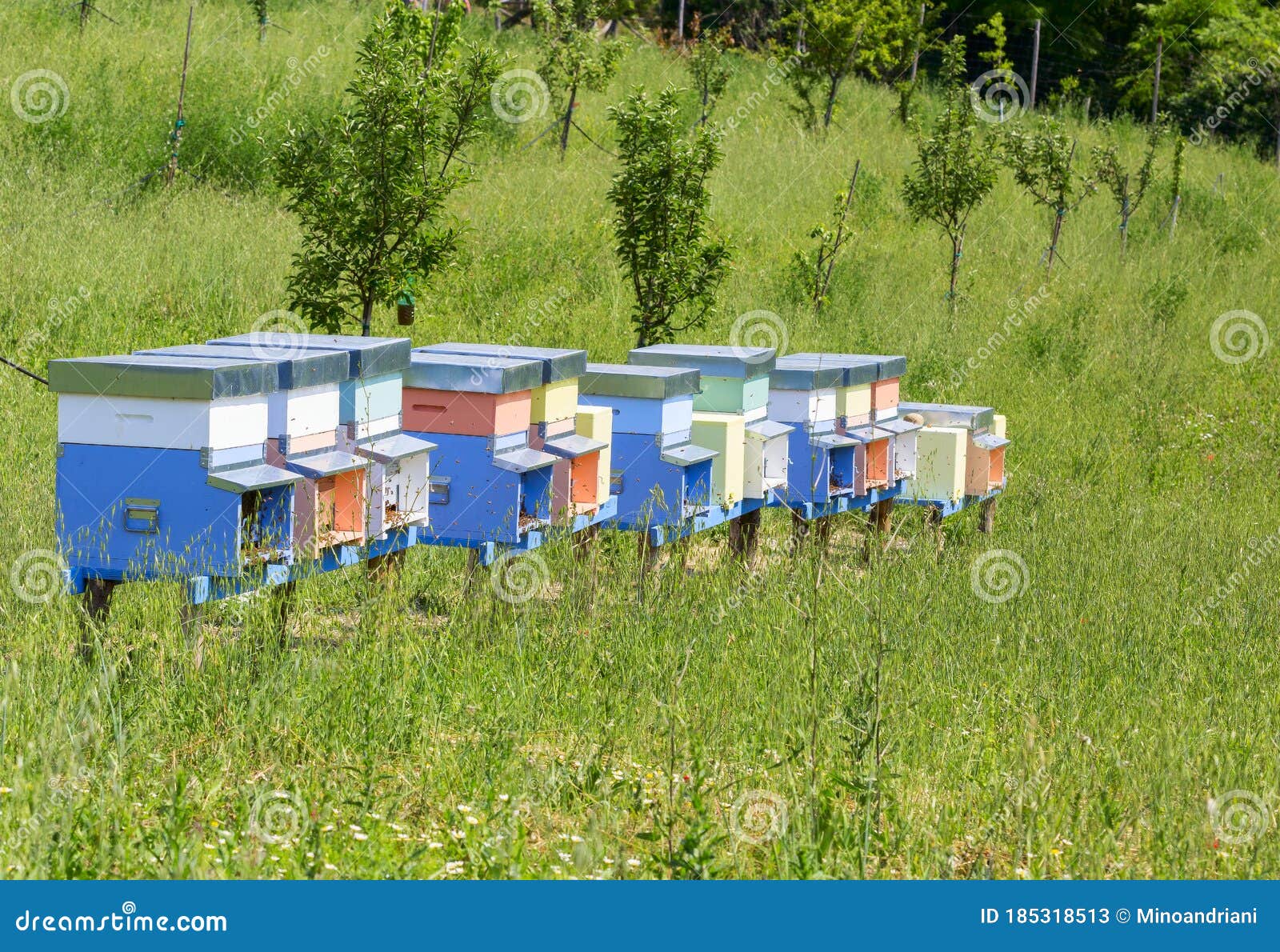 A Row Of Bee Hives In A Field. The Beekeeper In The Field Of Flowers ...