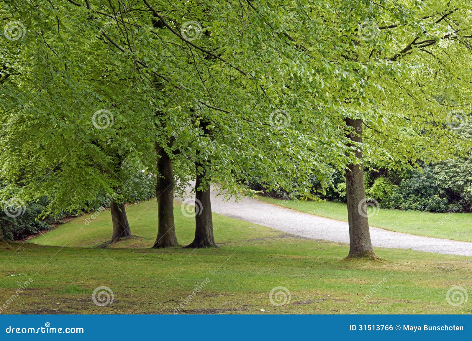 Row of Beech Trees in Tatton Park, UK Stock Photo - Image of park, path ...