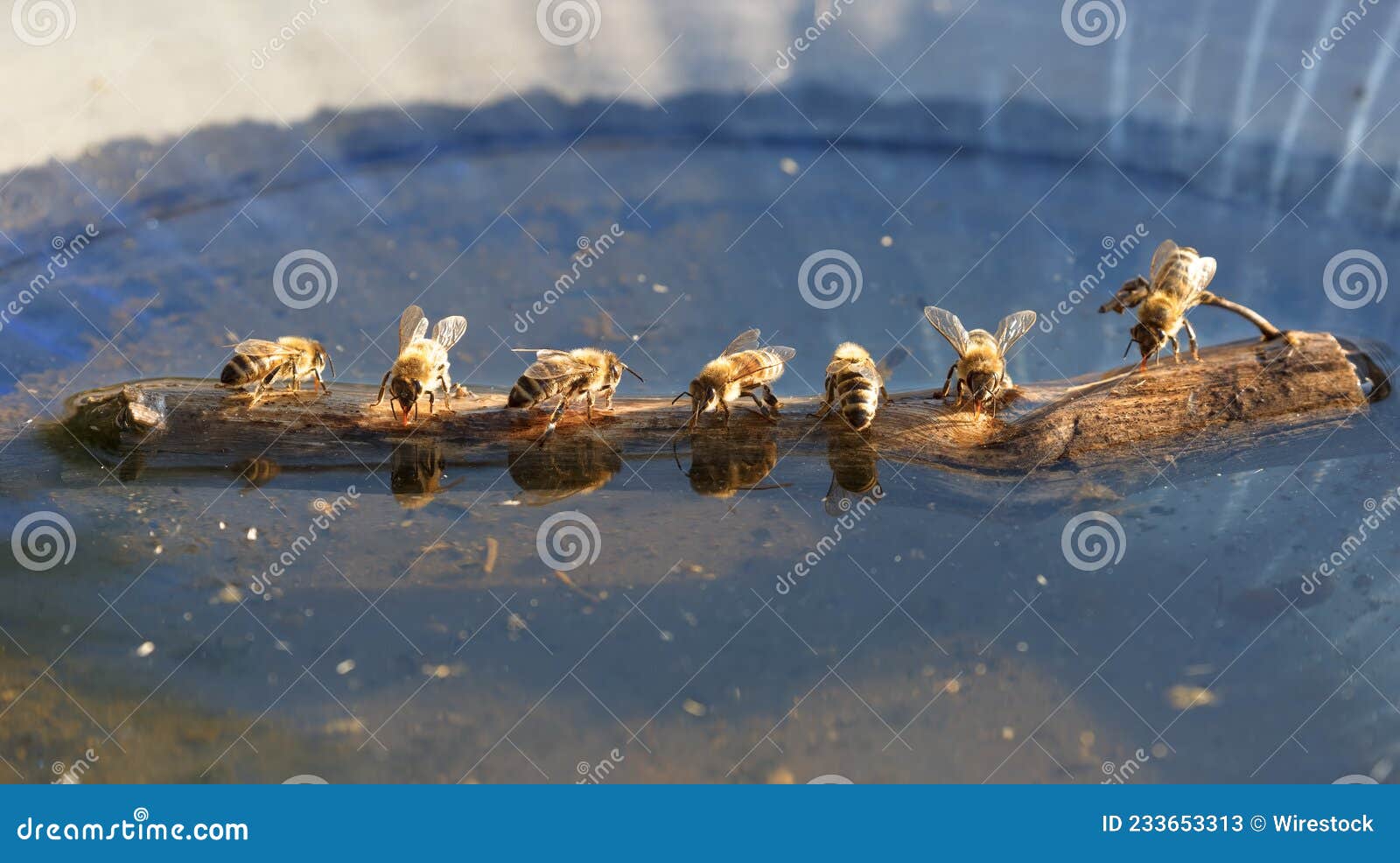 Row of Bees on a Small Twig in Water Stock Image - Image of plant ...
