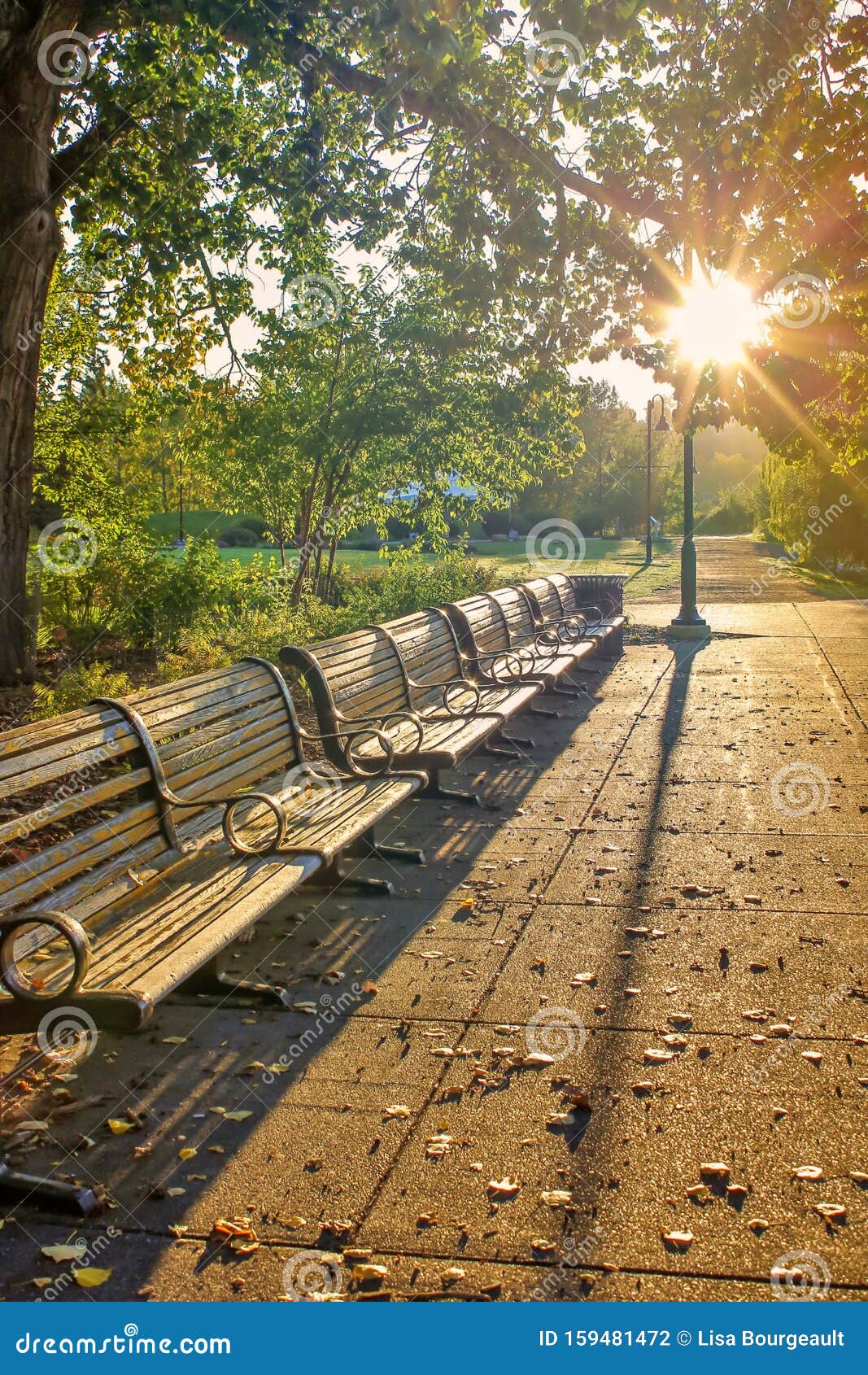 Row of Benches Under the Sun Stock Photo - Image of nature, calgary ...