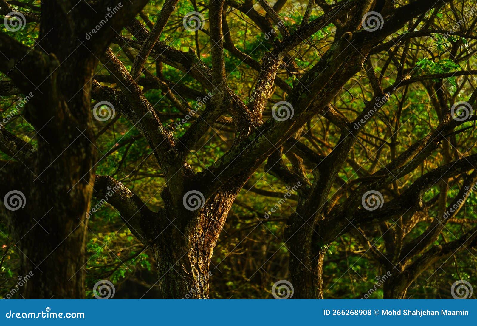 Objects and outdoor stock photo. Image of landmark, objects - 266268908