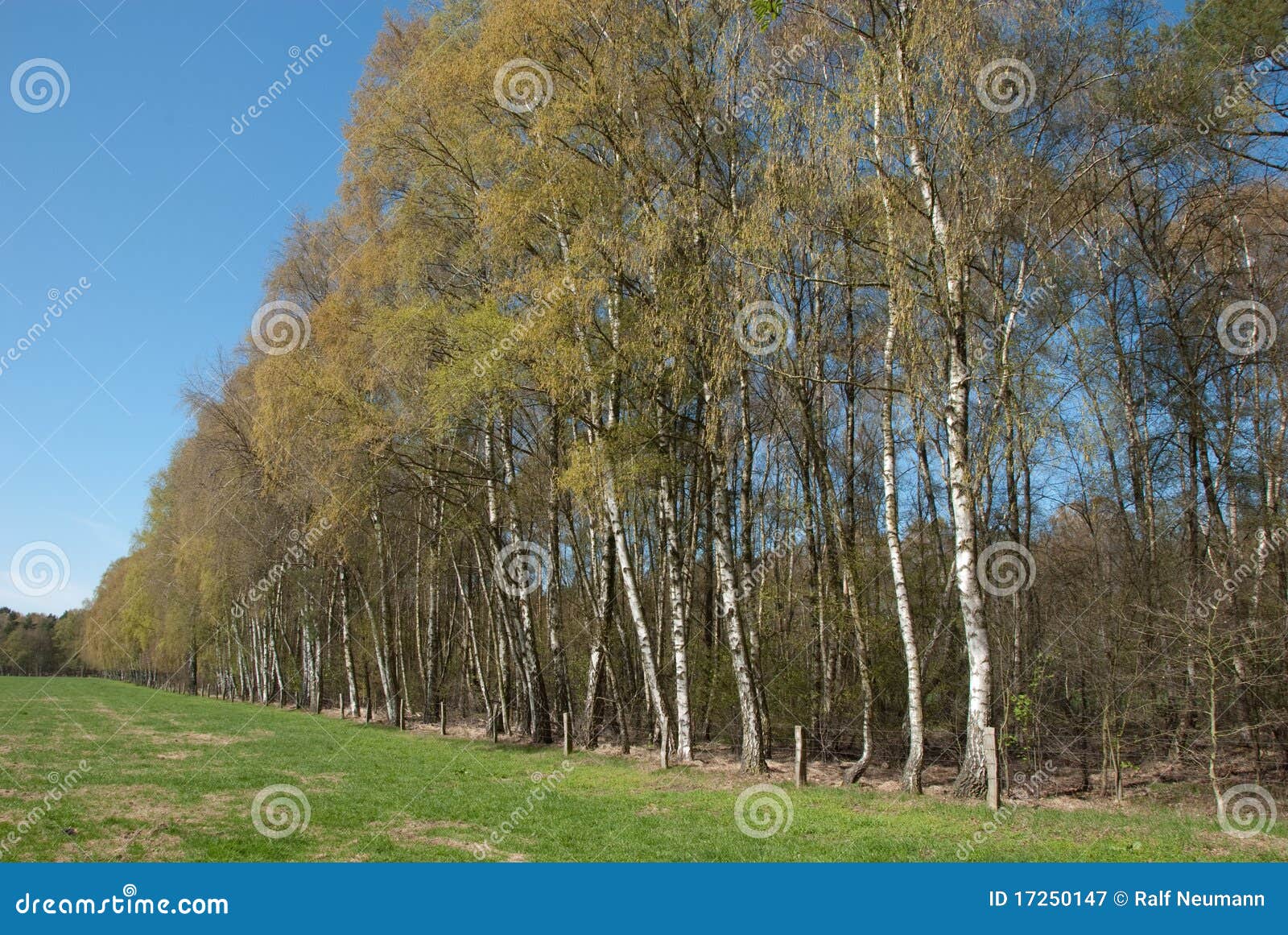 Row of birches in spring stock image. Image of green - 17250147