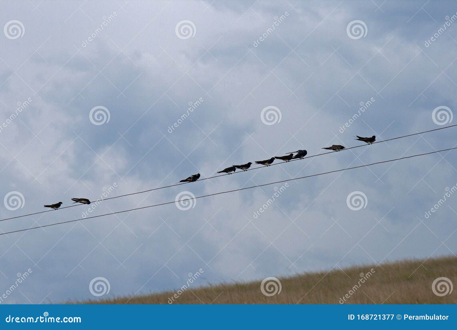 A ROW of BIRDS PERCHED on a CABLE Stock Image - Image of outdoors ...