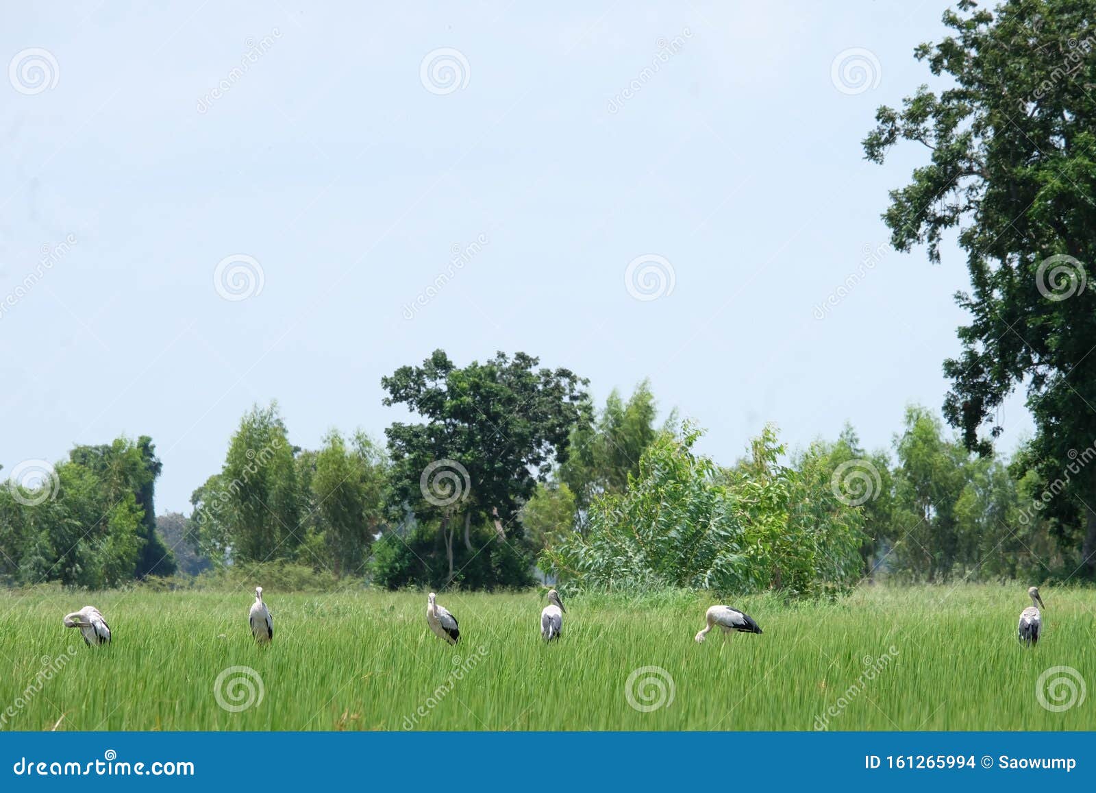 Row of birds in rice field stock photo. Image of life - 161265994
