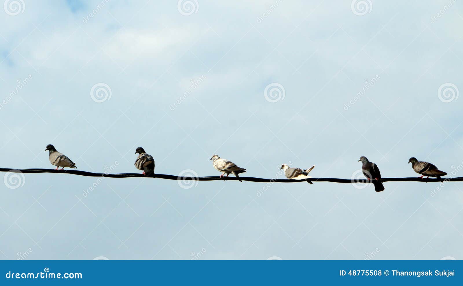 Row of birds stock photo. Image of design, animal, resting - 48775508