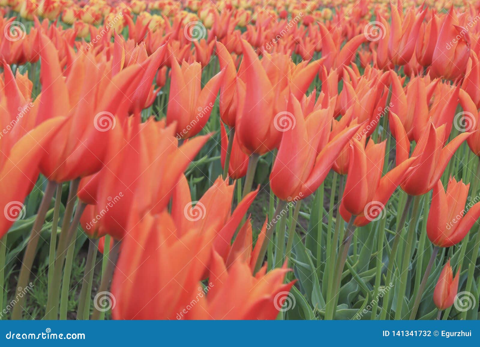 Row of Blooming Orange Tulip. Stock Photo - Image of floral, blur ...