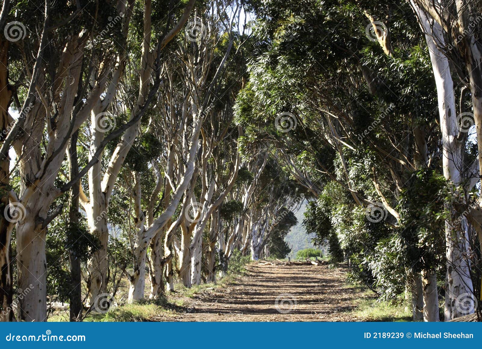 Row of bluegum trees stock image. Image of water, fallen - 2189239