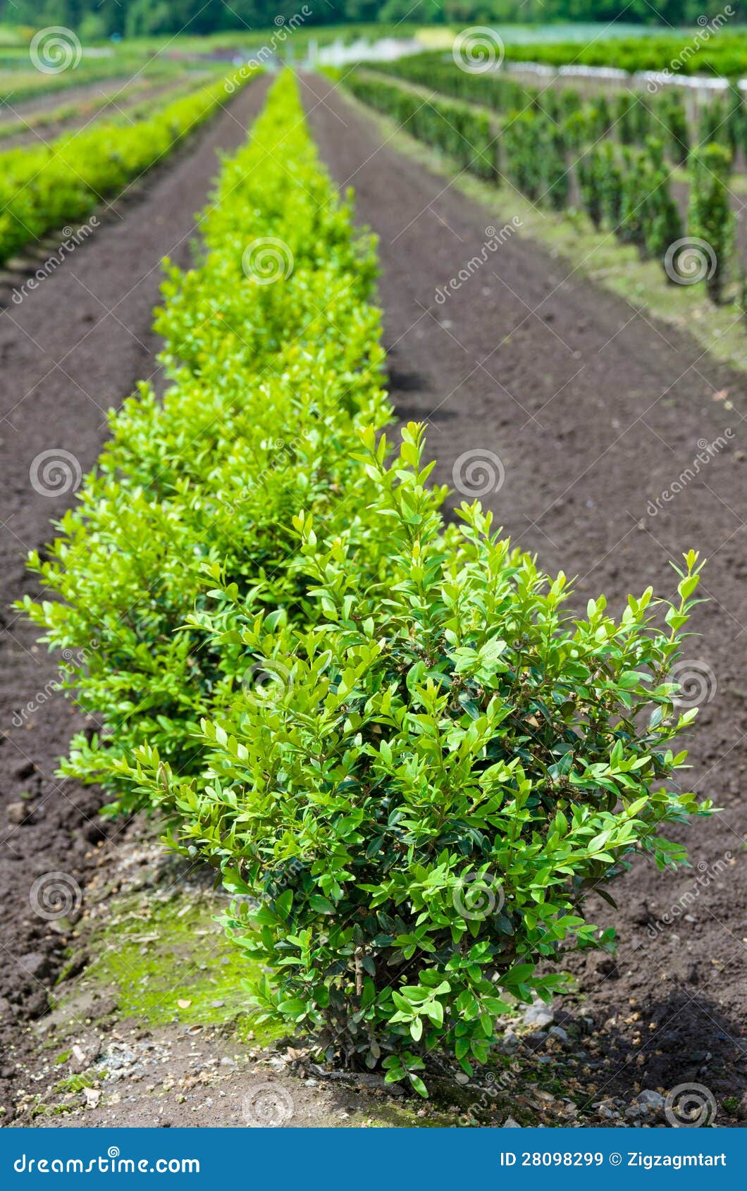 Row of Boxwood Plants in the Nursery Stock Image - Image of green ...