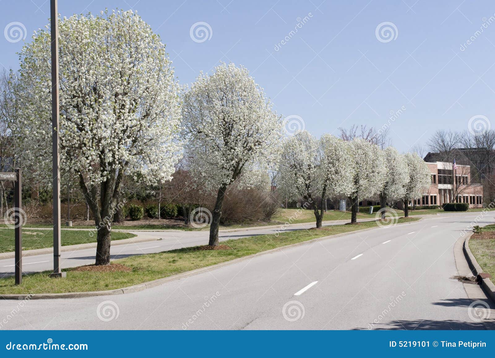 Row of Bradford Pear Trees in Spring Stock Image - Image of head, tree ...