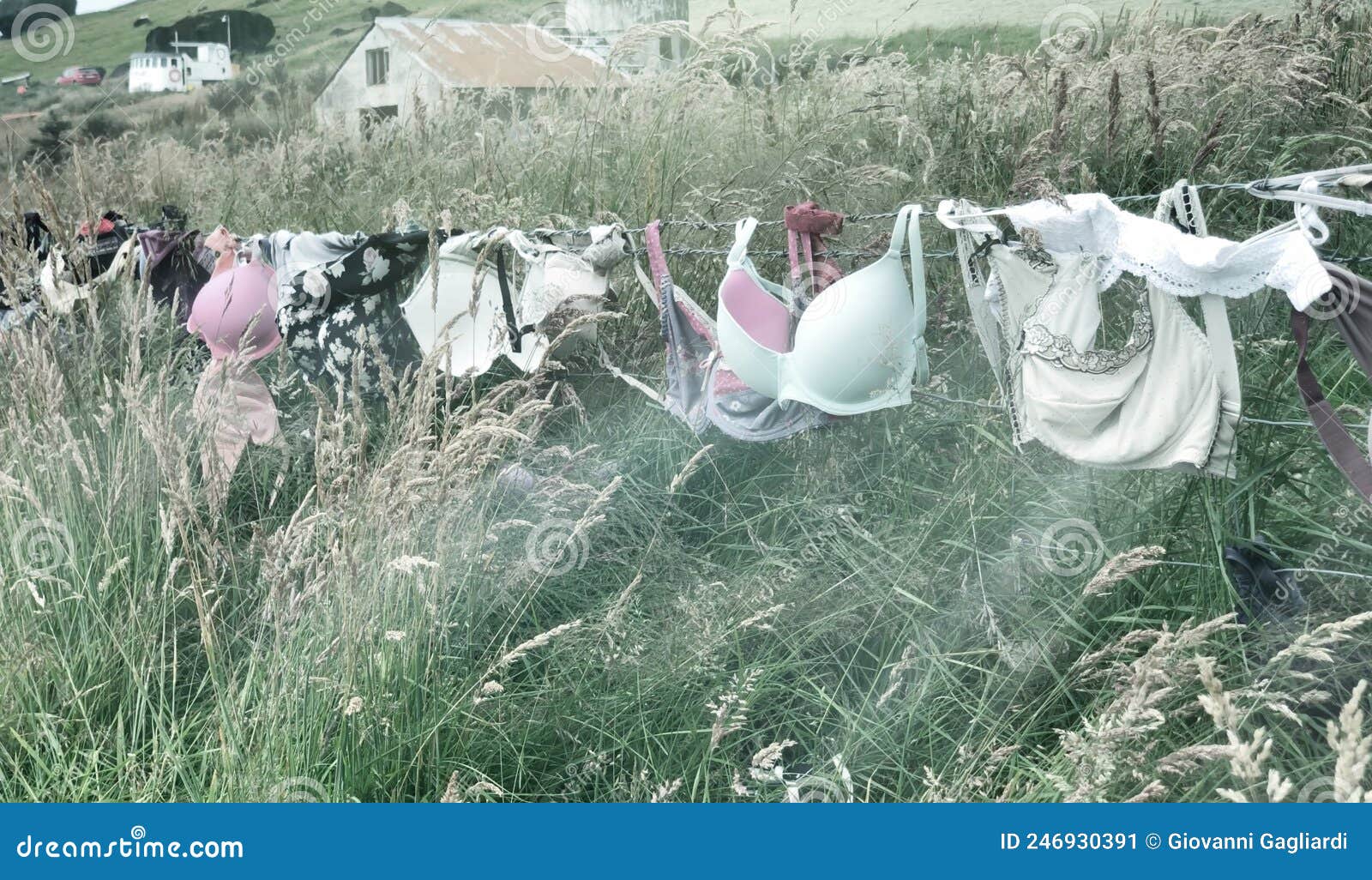Row of bras on a road stock image. Image of nature, beautiful - 246930391