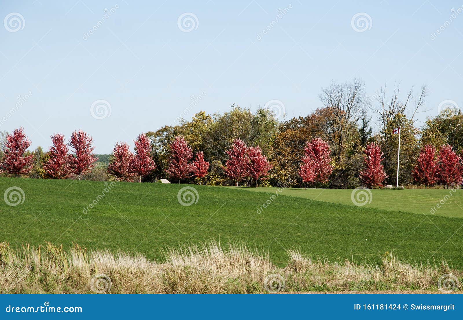 Row of bright red trees stock photo. Image of natural - 161181424