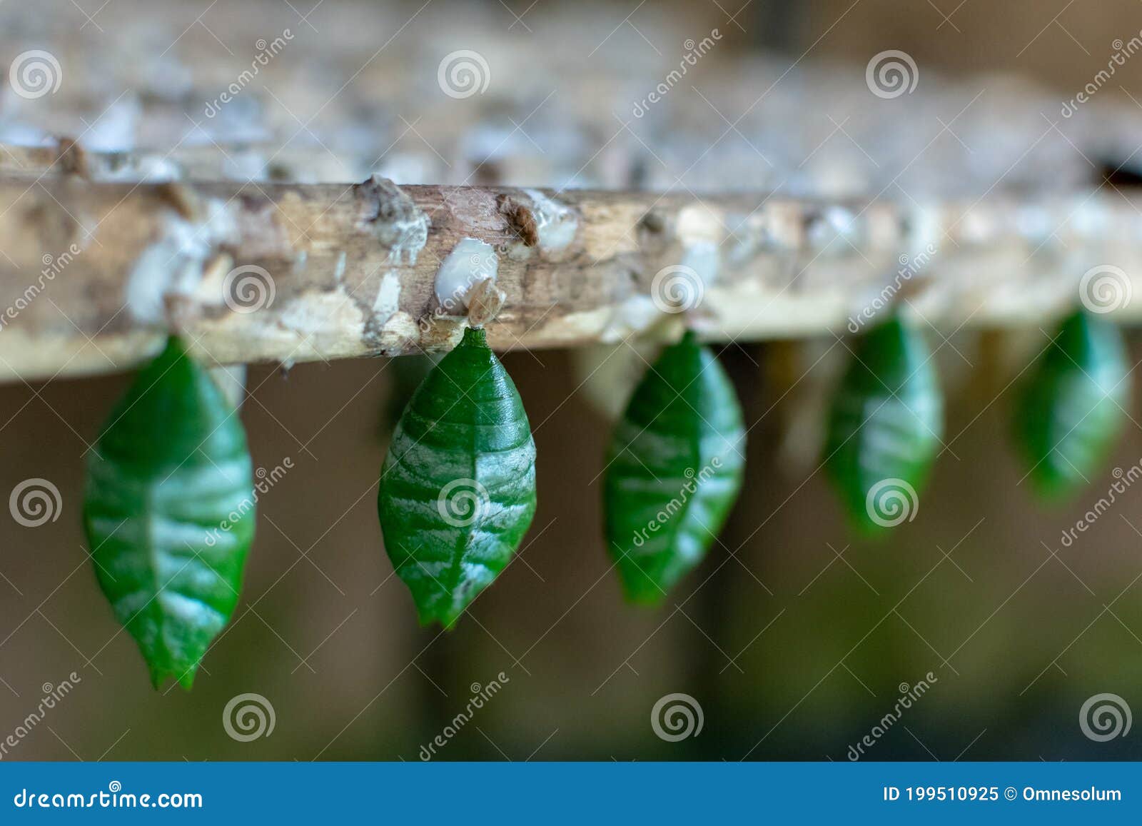 Row of butterfly cocoons stock image. Image of biology - 199510925