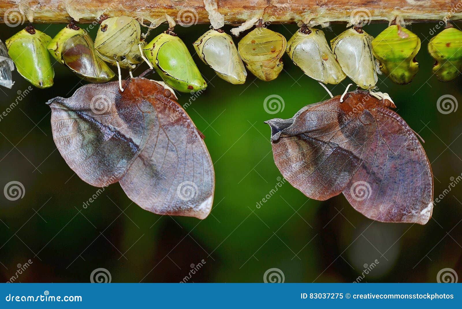 Row Of Butterfly Cocoons Picture. Image: 83037275