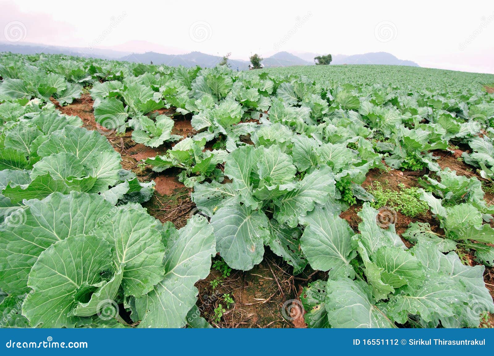 Row of cabbage stock photo. Image of agriculture, rural - 16551112
