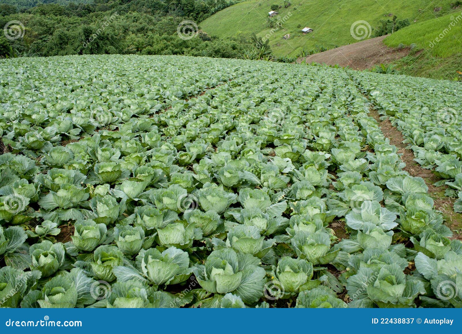 Row of cabbage stock image. Image of holiday, macro, thai - 22438837