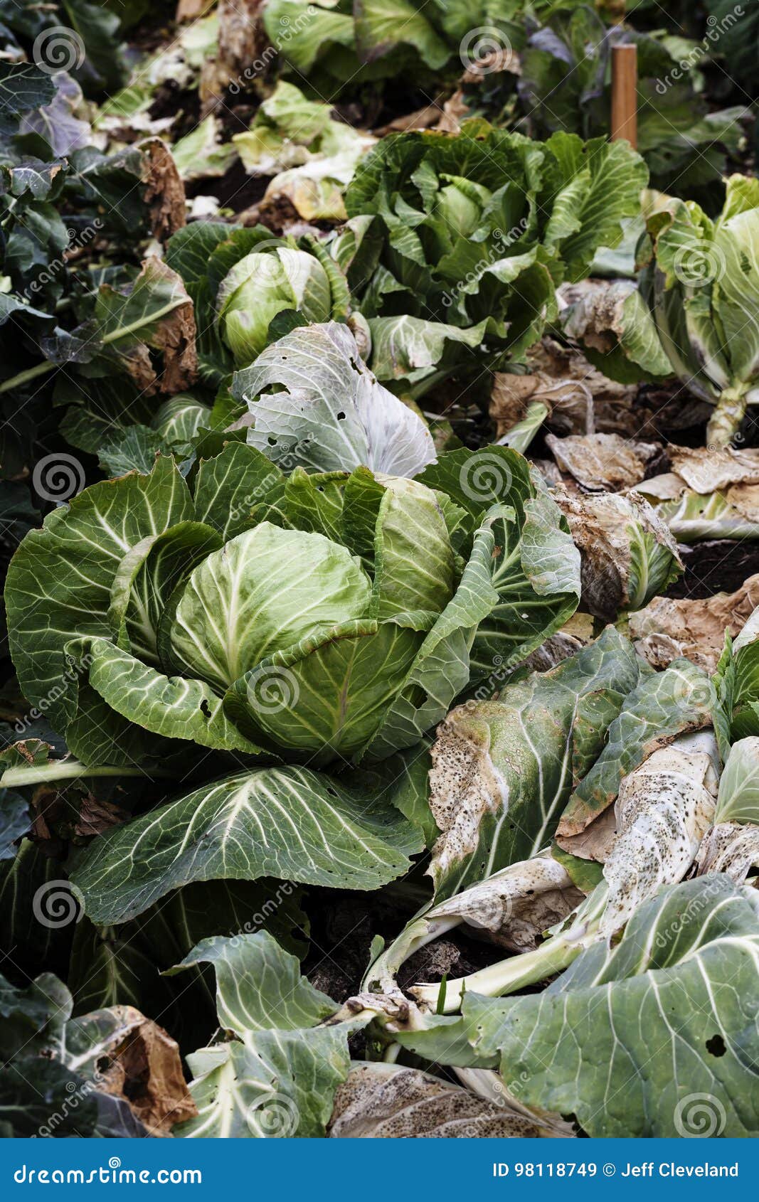 Row of Cabbages in Small Farm Garden Stock Image - Image of outdoors ...