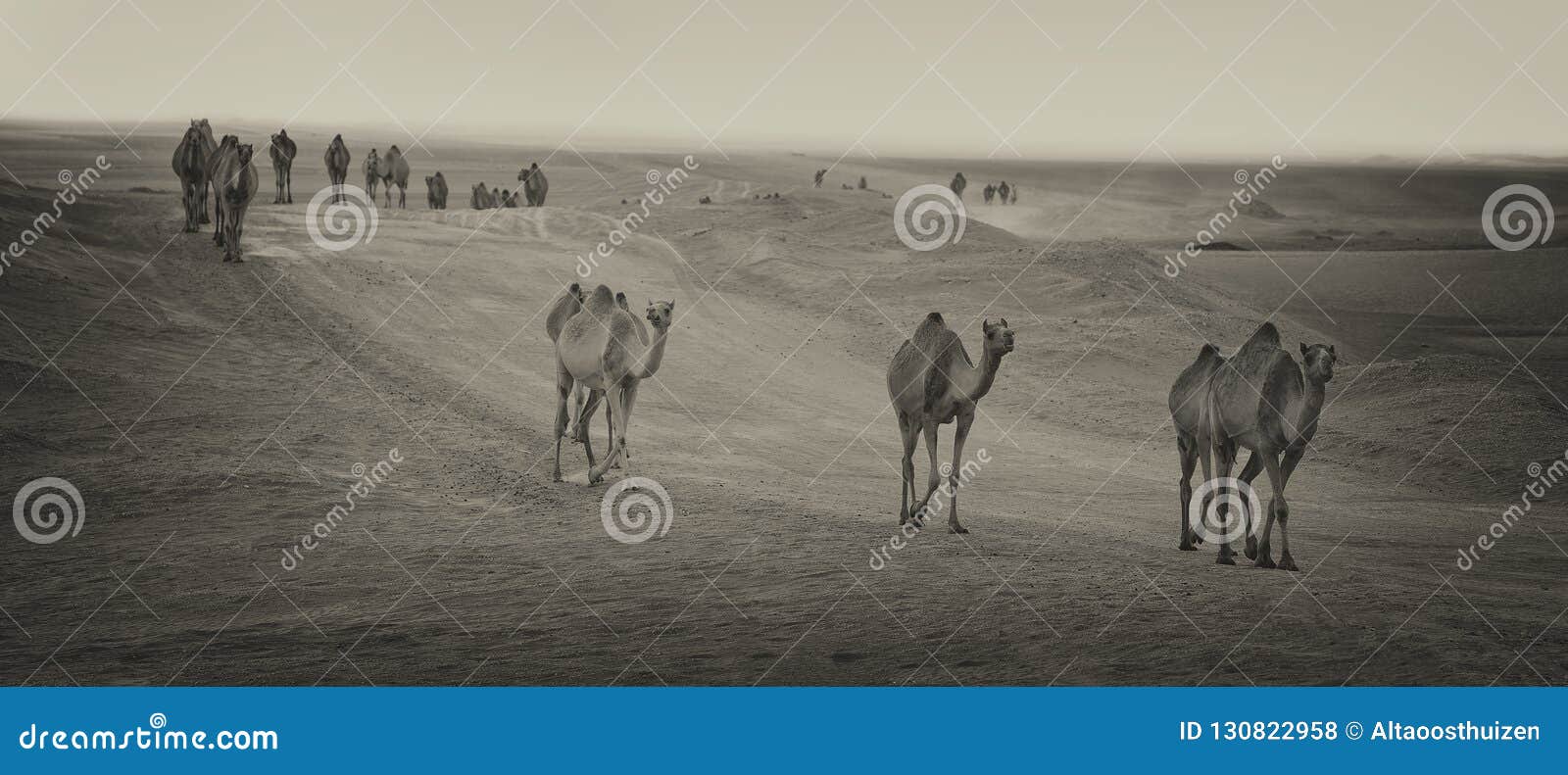 Row of Camels Walking a Road at Sunset in the Desert Artistic Co Stock ...