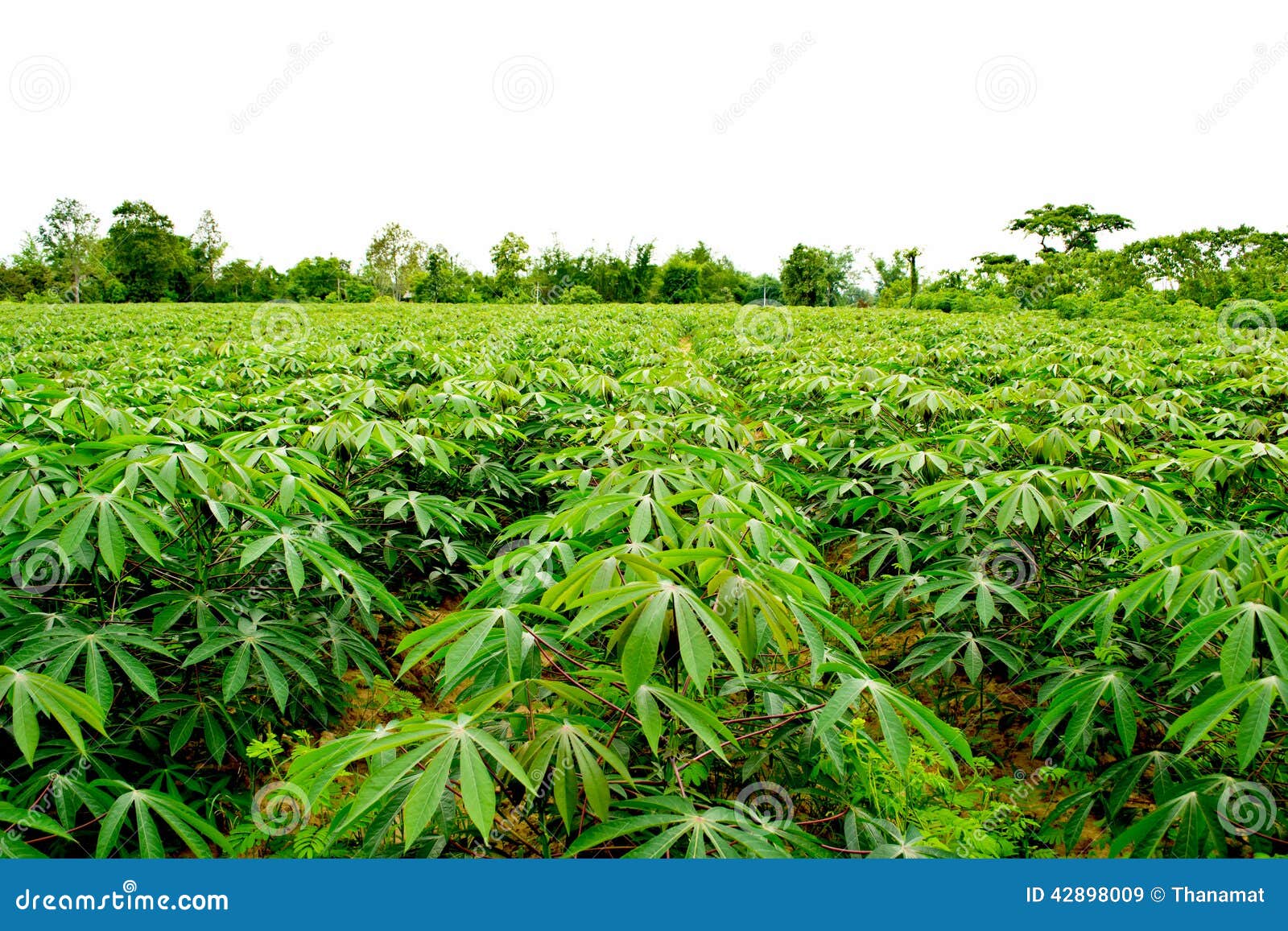 Row of cassava farm stock image. Image of plant, field - 42898009