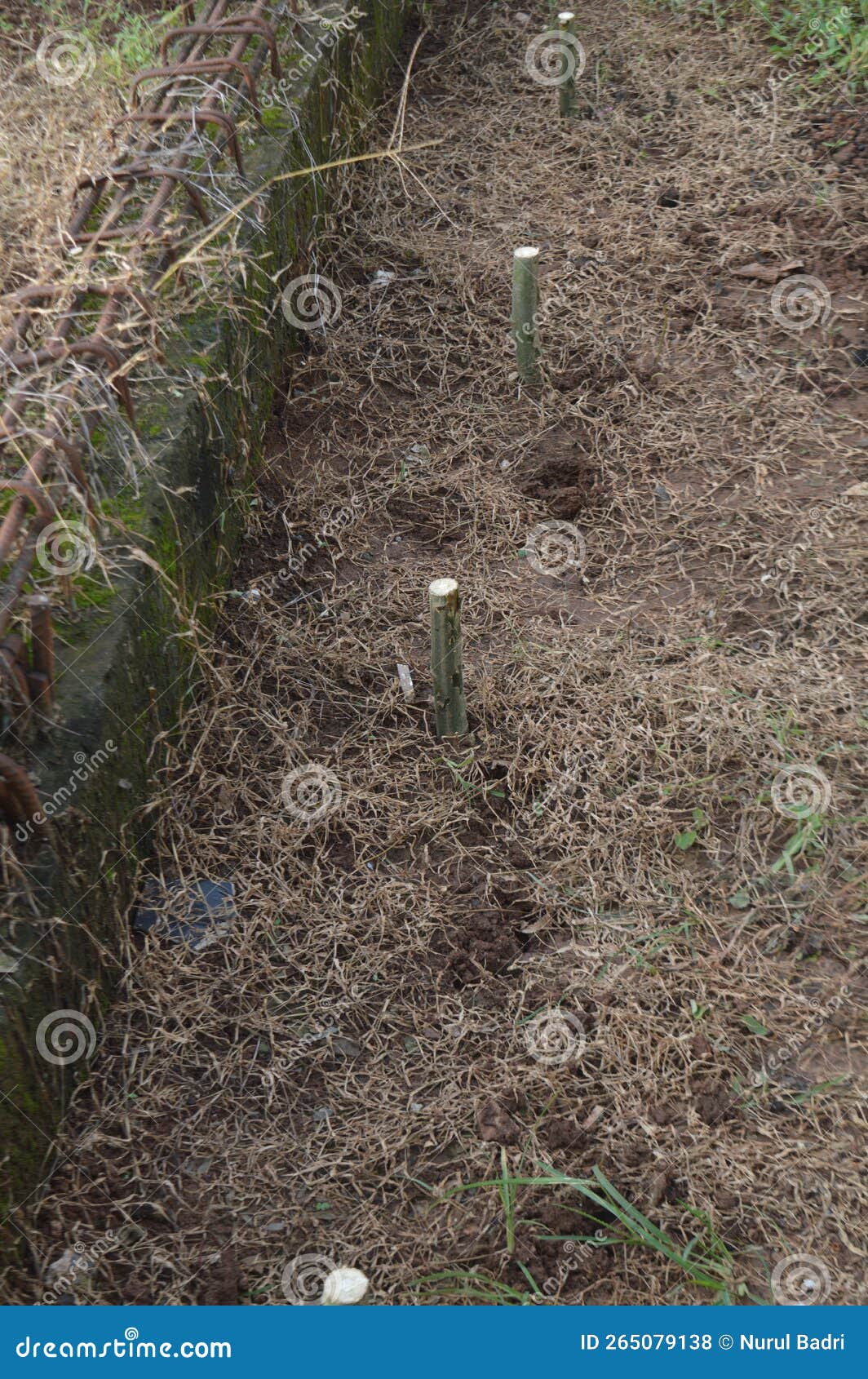 Row of Cassava Stalks Planted in the Garden Stock Photo - Image of ...