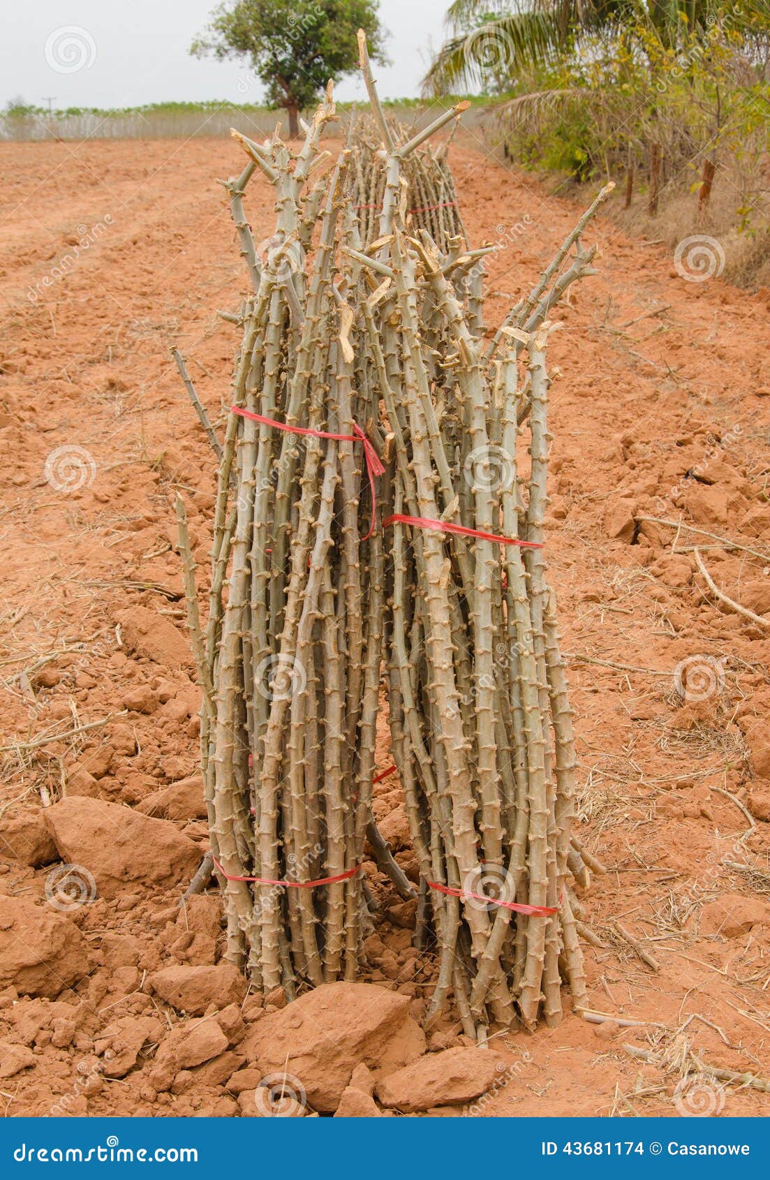 Row of cassava stock photo. Image of implant, form, beautiful - 43681174