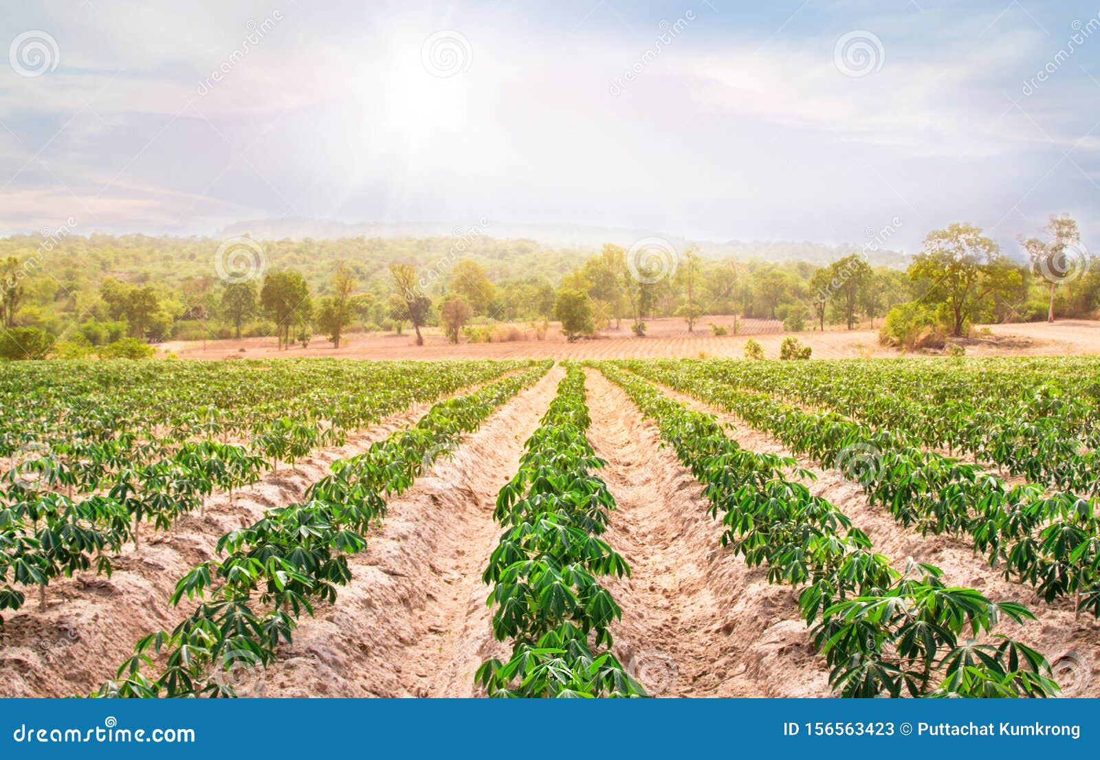 Row of Cassava Tree in Field. Growing Cassava, Young Shoots Growing ... Row of Cassava Tree in Field. Growing Cassava, Young Shoots Growing ...
