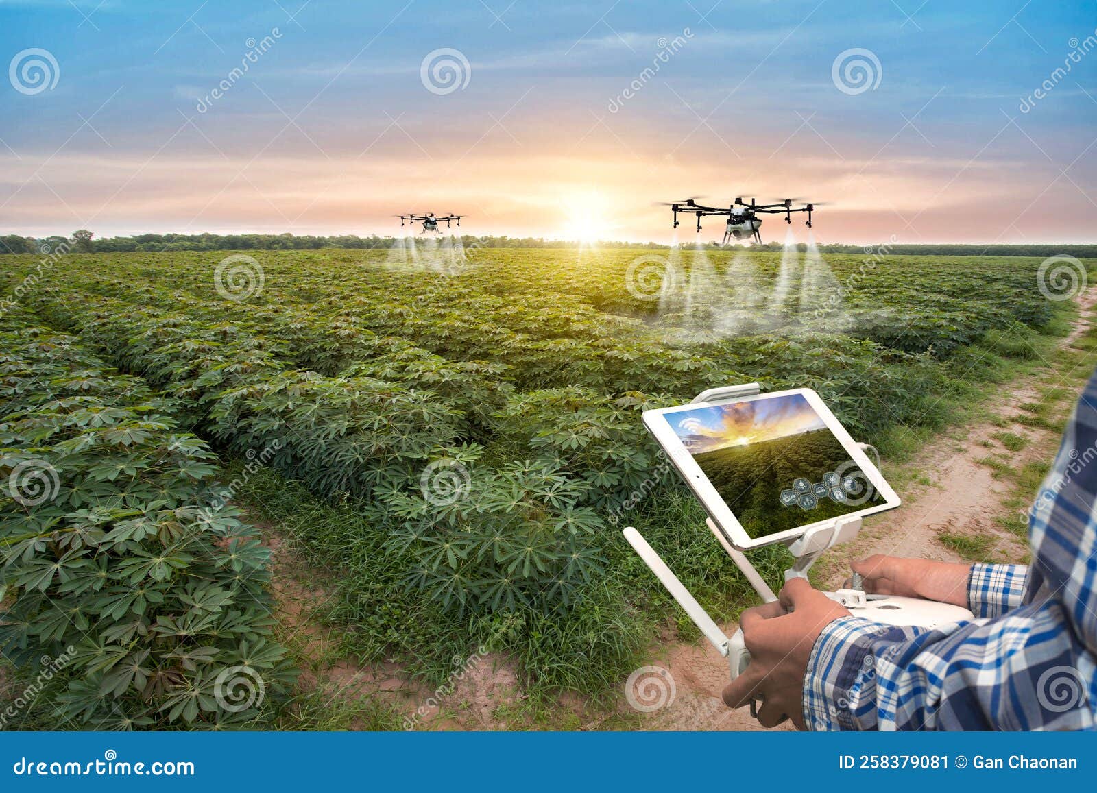 Row Of Cassava Tree In Field. Growing Cassava, Young Shoots Growing ... Row Of Cassava Tree In Field. Growing Cassava, Young Shoots Growing ...