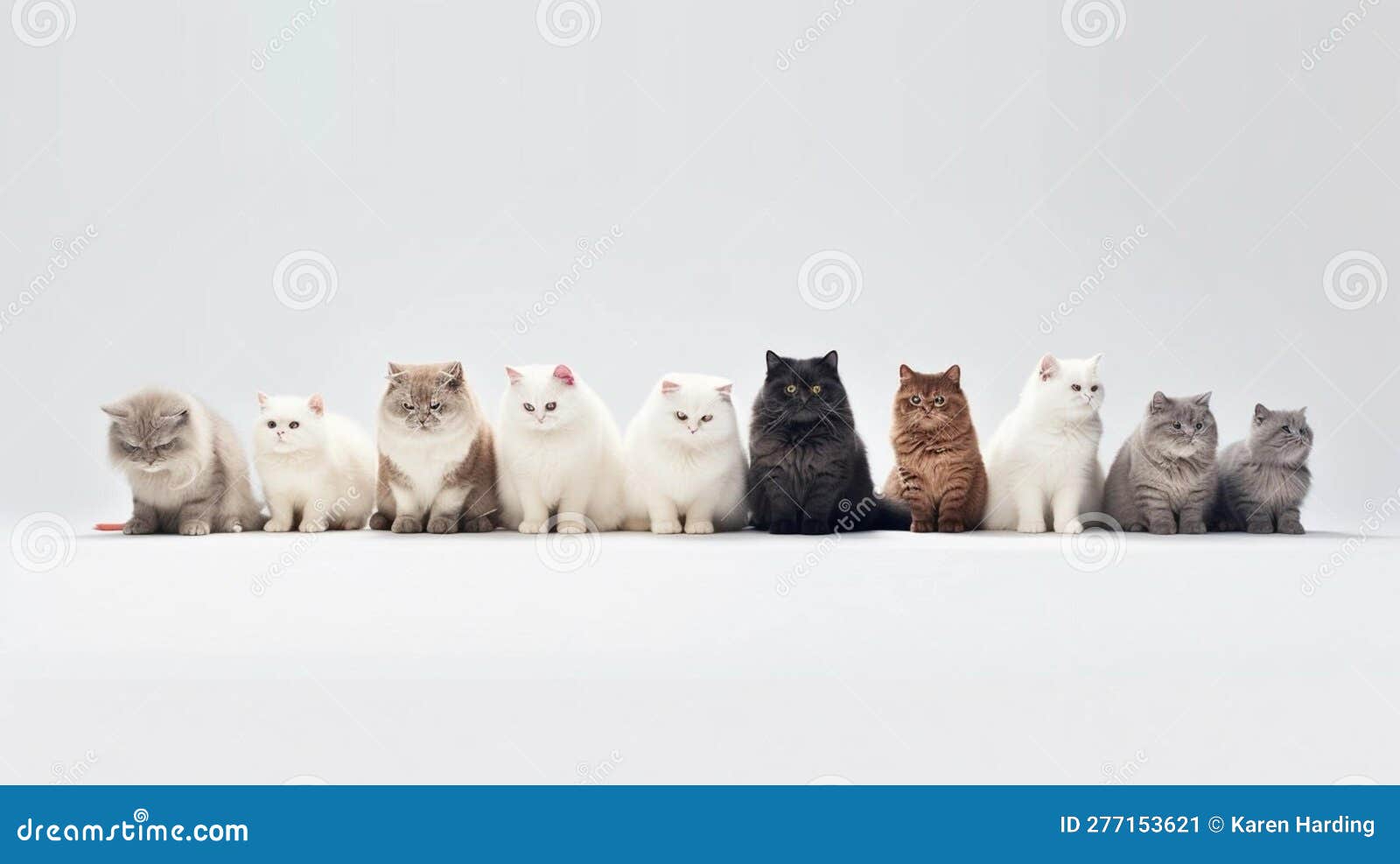 Row of Cats on a White Background Stock Illustration - Illustration of ...