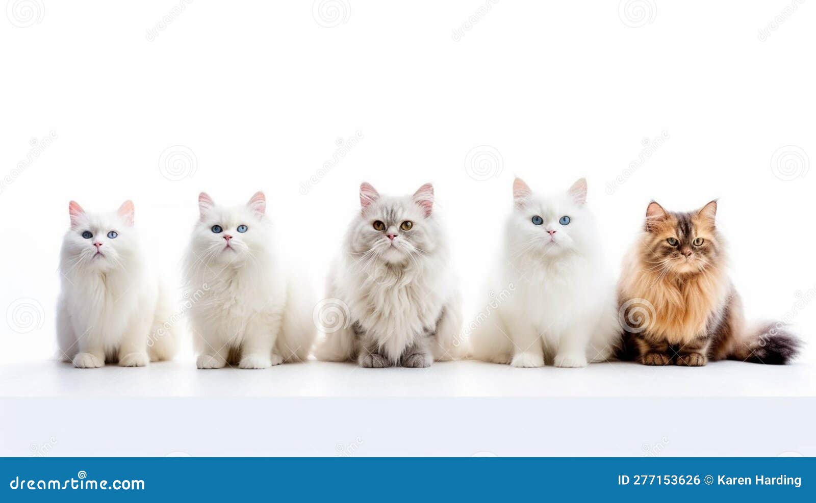 Row of Cats on a White Background Stock Illustration - Illustration of ...