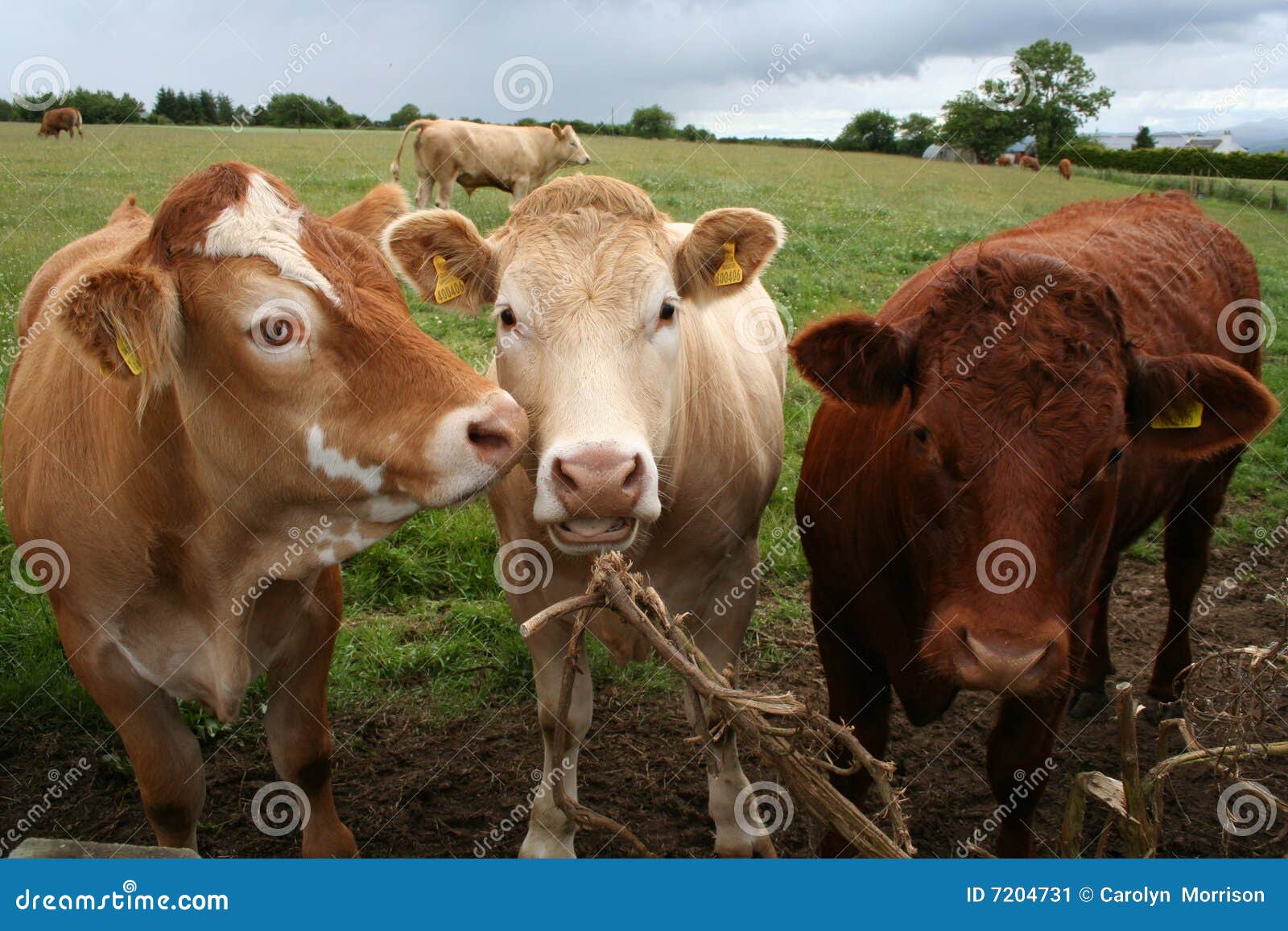 Row of cattle in field stock image. Image of scenery, cows - 7204731