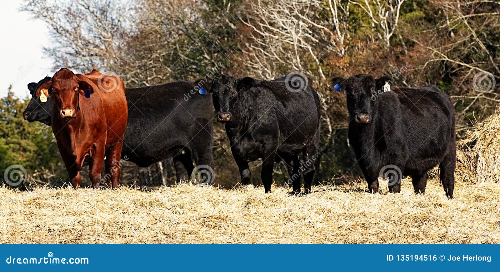 A Row of Cattle Looking at the Camera. Stock Photo - Image of camera ...