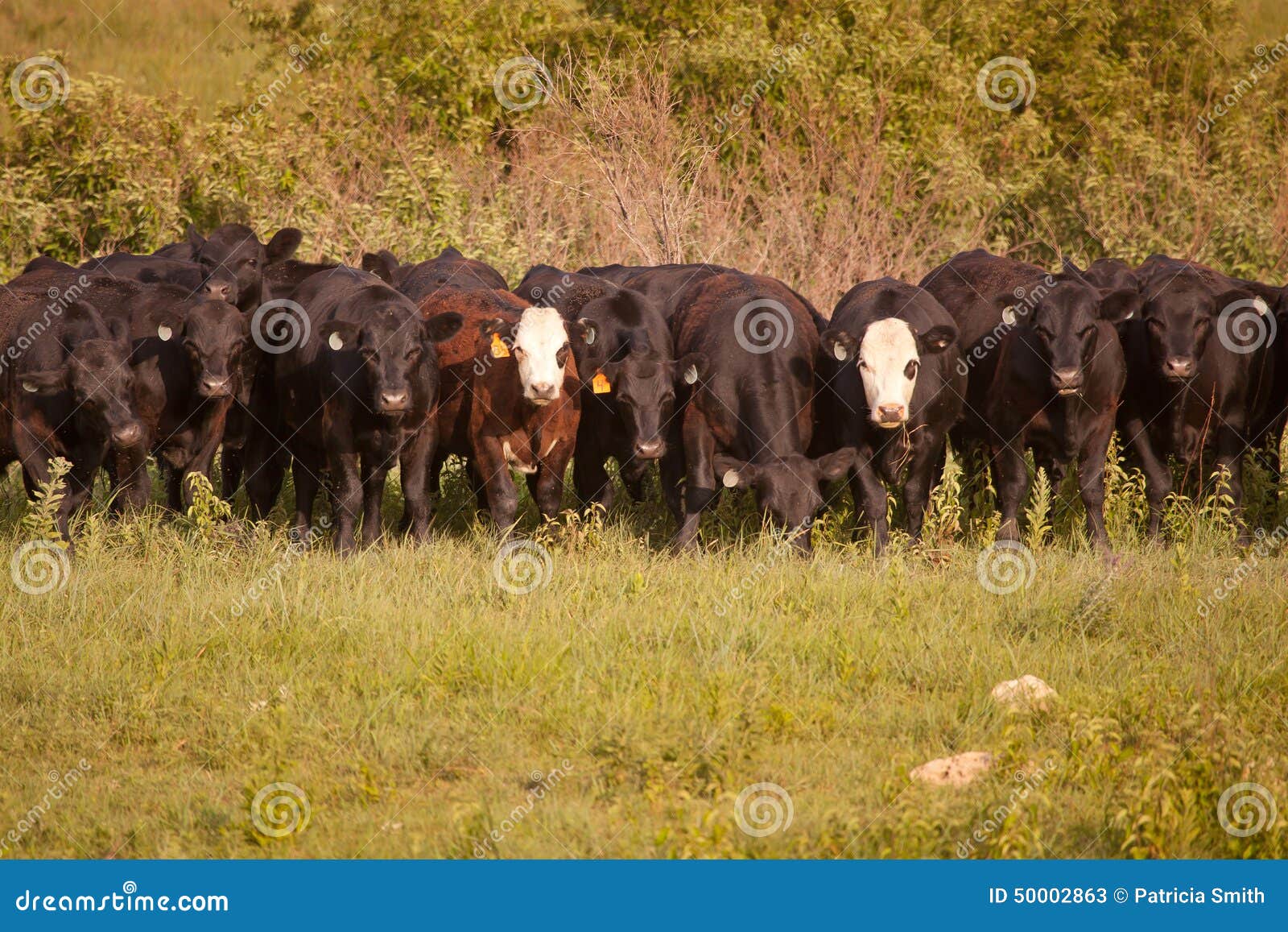 Row of Cattle stock image. Image of group, outdoors, animal - 50002863