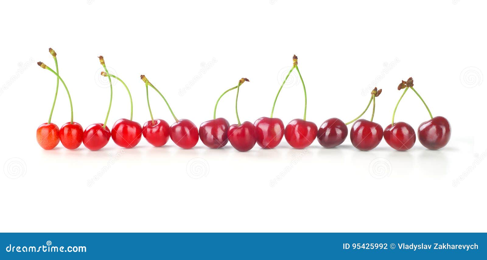 Row of cherries stock photo. Image of delicious, ripe - 95425992
