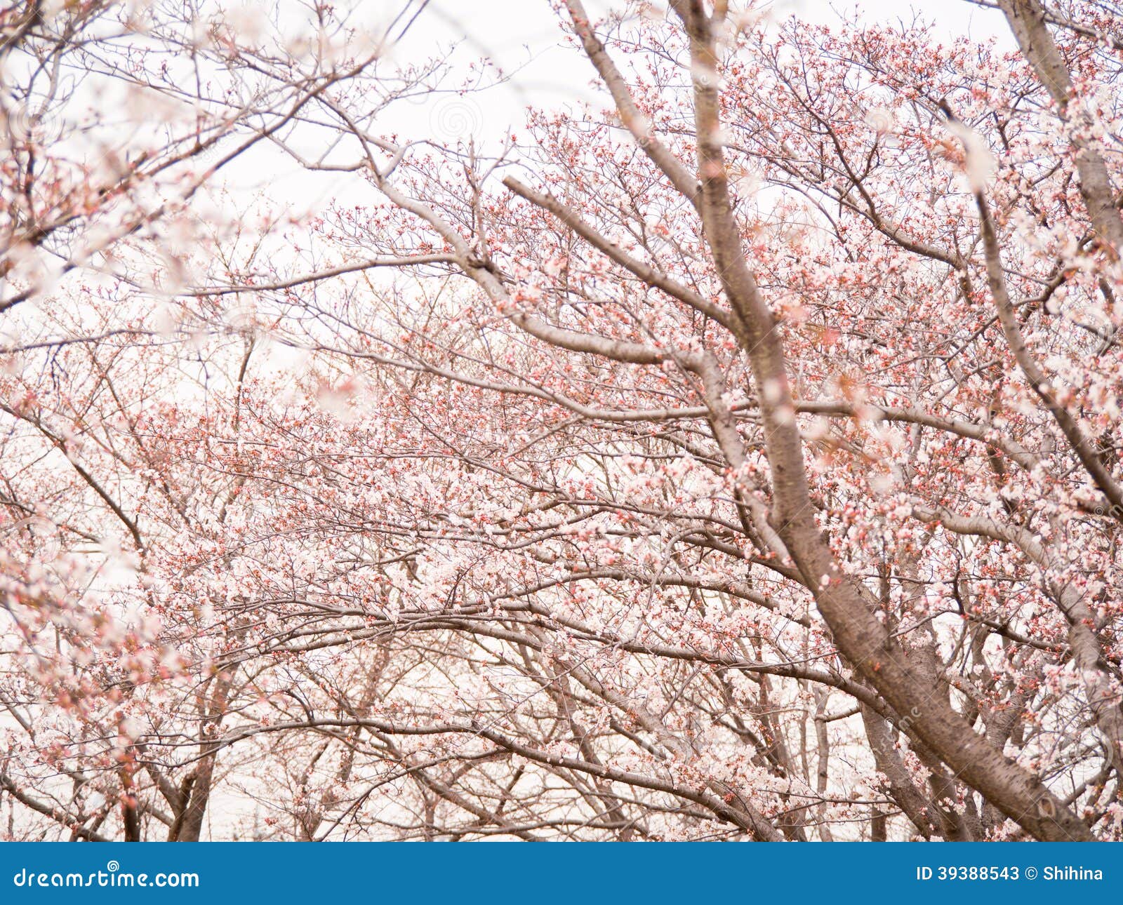 Row of Cherry Blossom Trees in Full Bloom Stock Image - Image of full ...