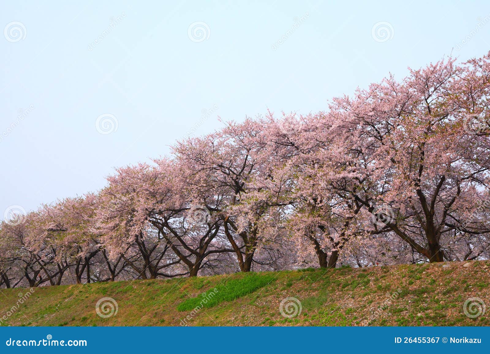 Row of cherry trees stock image. Image of springtime - 26455367